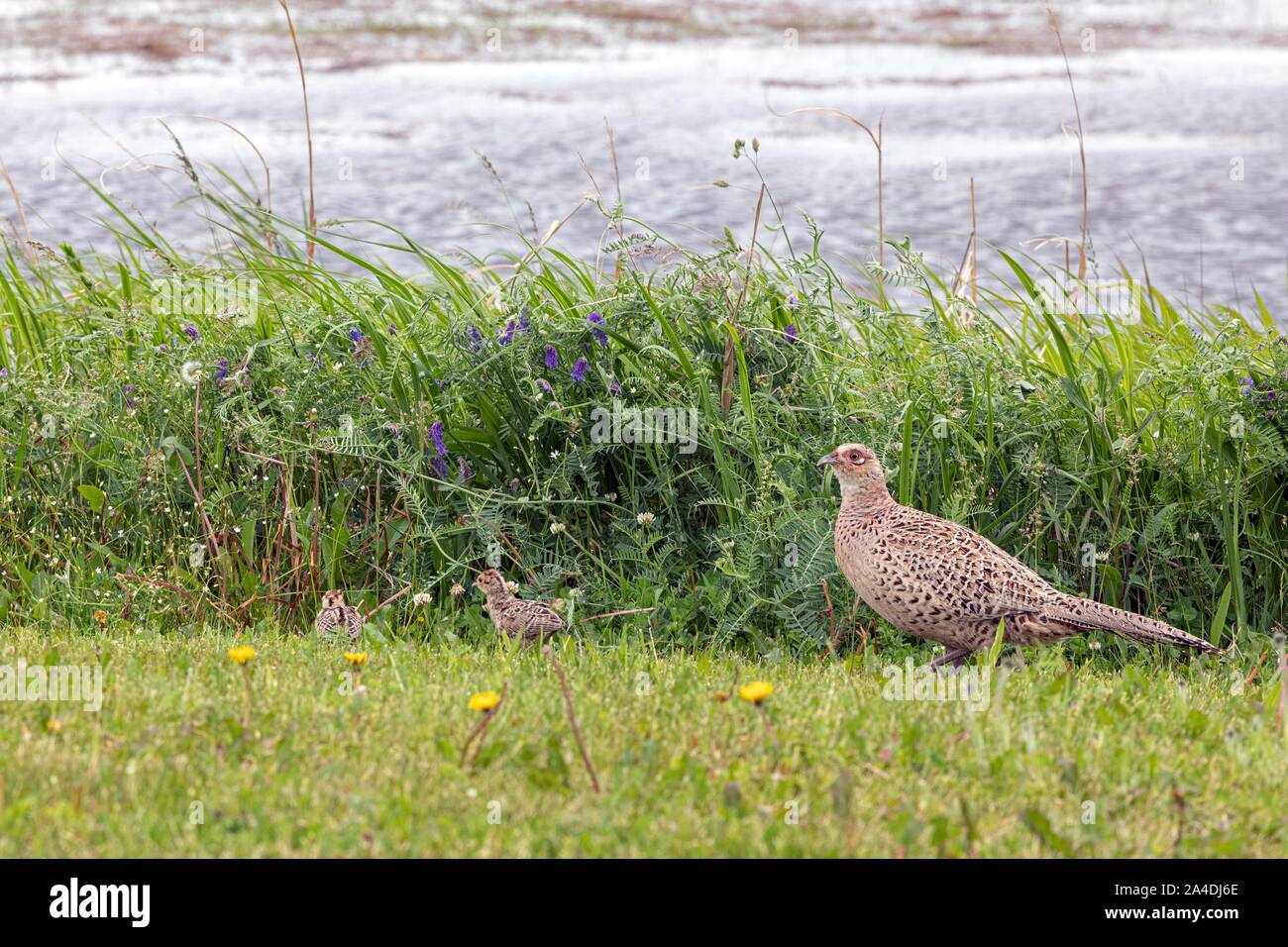 PHEASANT HEN WITH ITS YOUNG ON THE SEASHORE, BRITTANY, FRANCE Stock ...