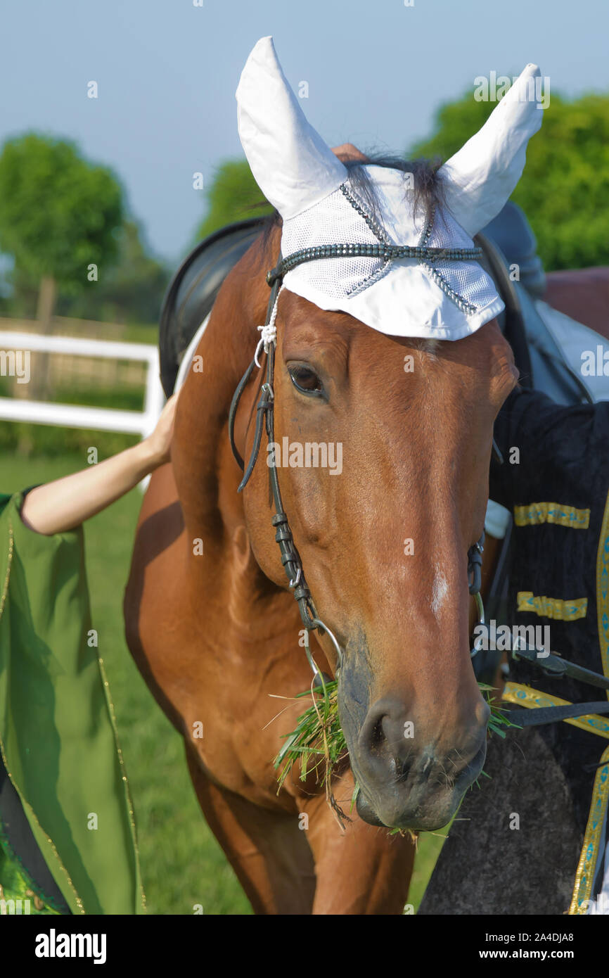 Suffolk punch cheval hi-res stock photography and images - Alamy