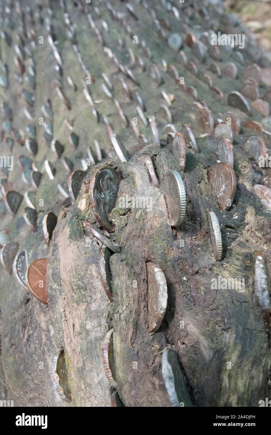 coins hammered into the grain of a fallen tree trunk, Lynmouth, Devon ...