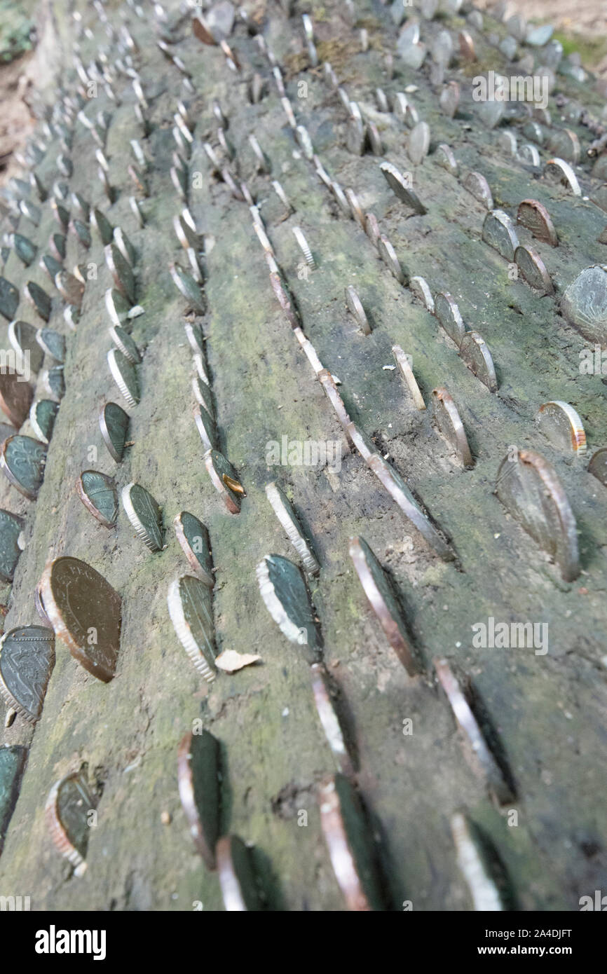 coins hammered into the grain of a fallen tree trunk, Lynmouth, Devon ...