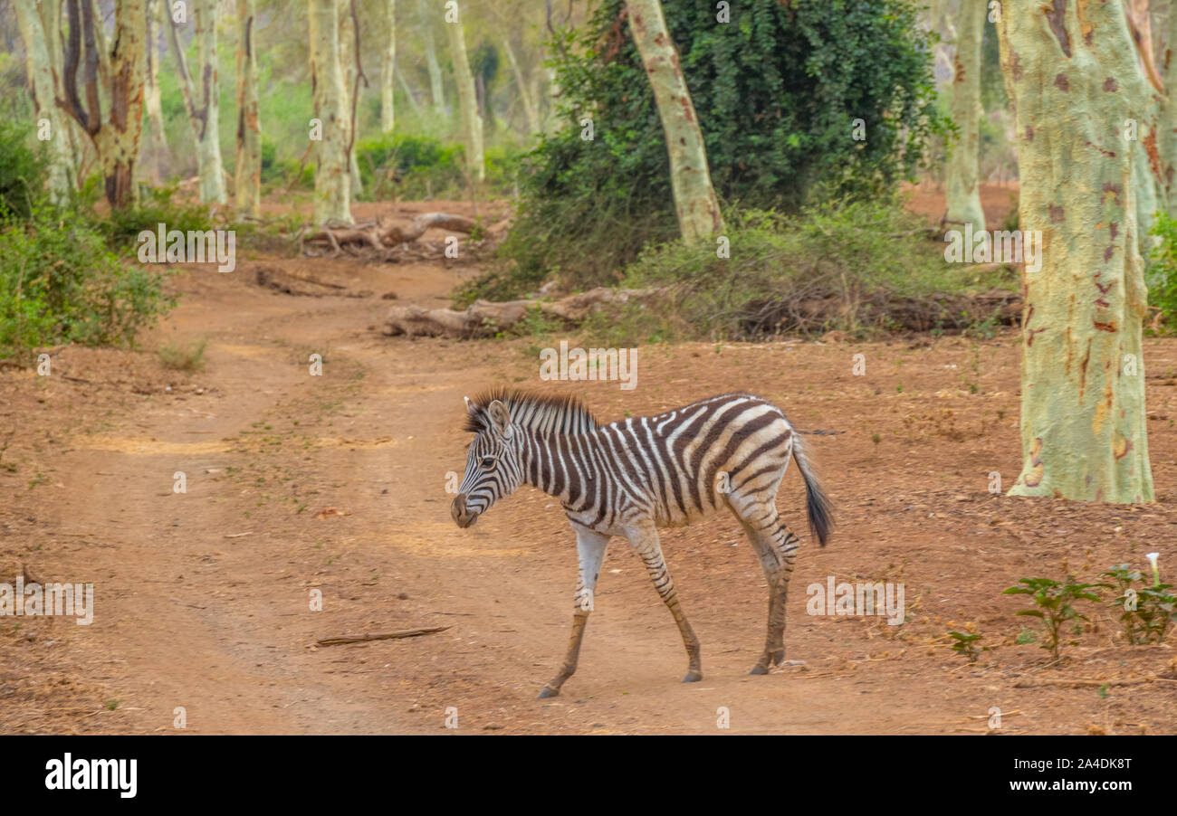 A small zebra foal walks across a vehicle track in the fever tree ...
