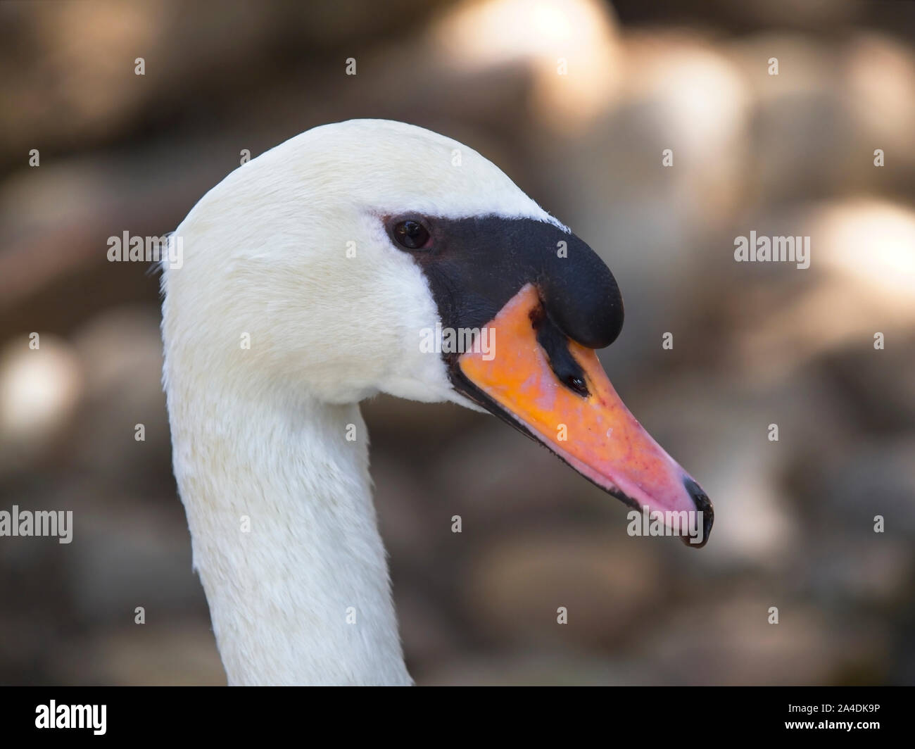 Huge swan bird of enormous size with white plumage and long neck. It is ...