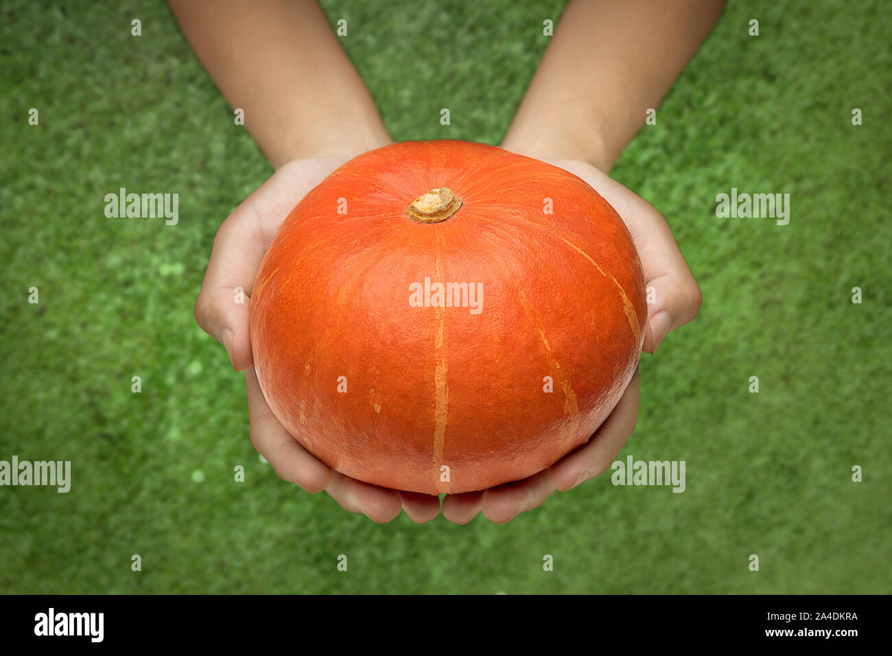 Hands holding pumpkin hi-res stock photography and images - Alamy