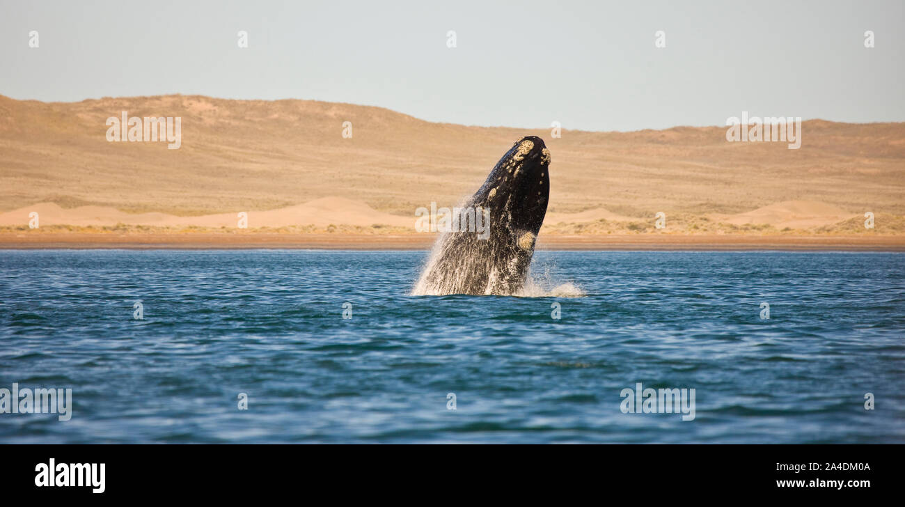 Ballena franca austral o meridional (Euabalaena australis),, Peninsula ...