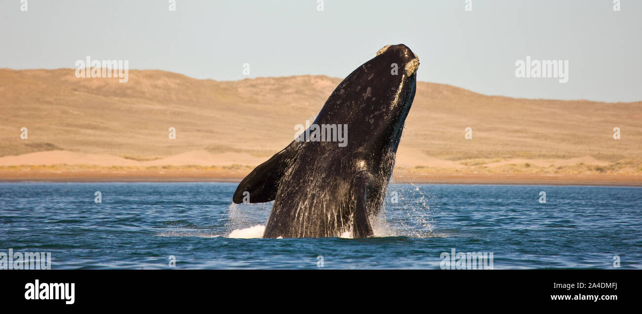 Ballena franca austral o meridional (Euabalaena australis),, Peninsula ...