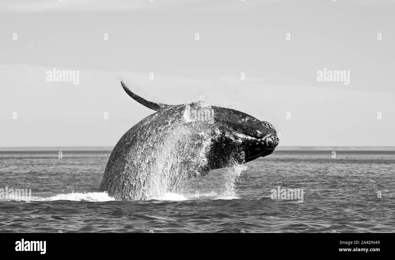 Ballena franca austral o meridional (Euabalaena australis),, Peninsula ...