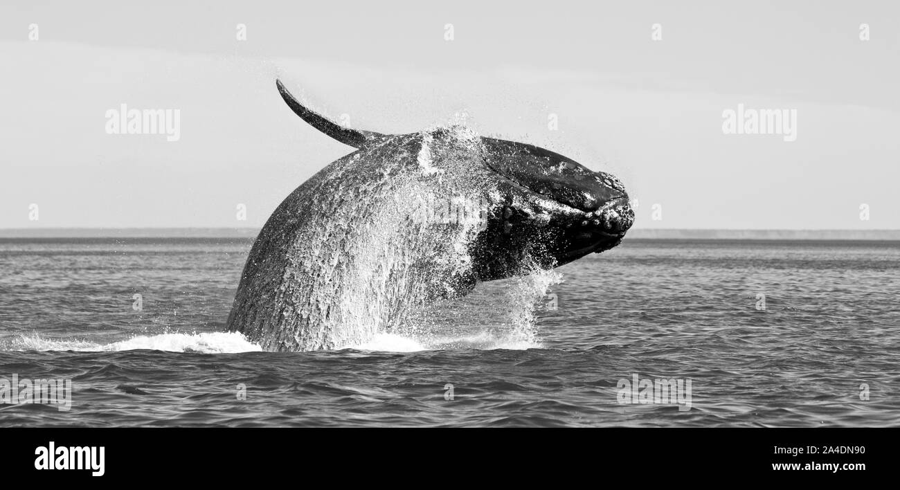 Ballena franca austral o meridional (Euabalaena australis),, Peninsula ...