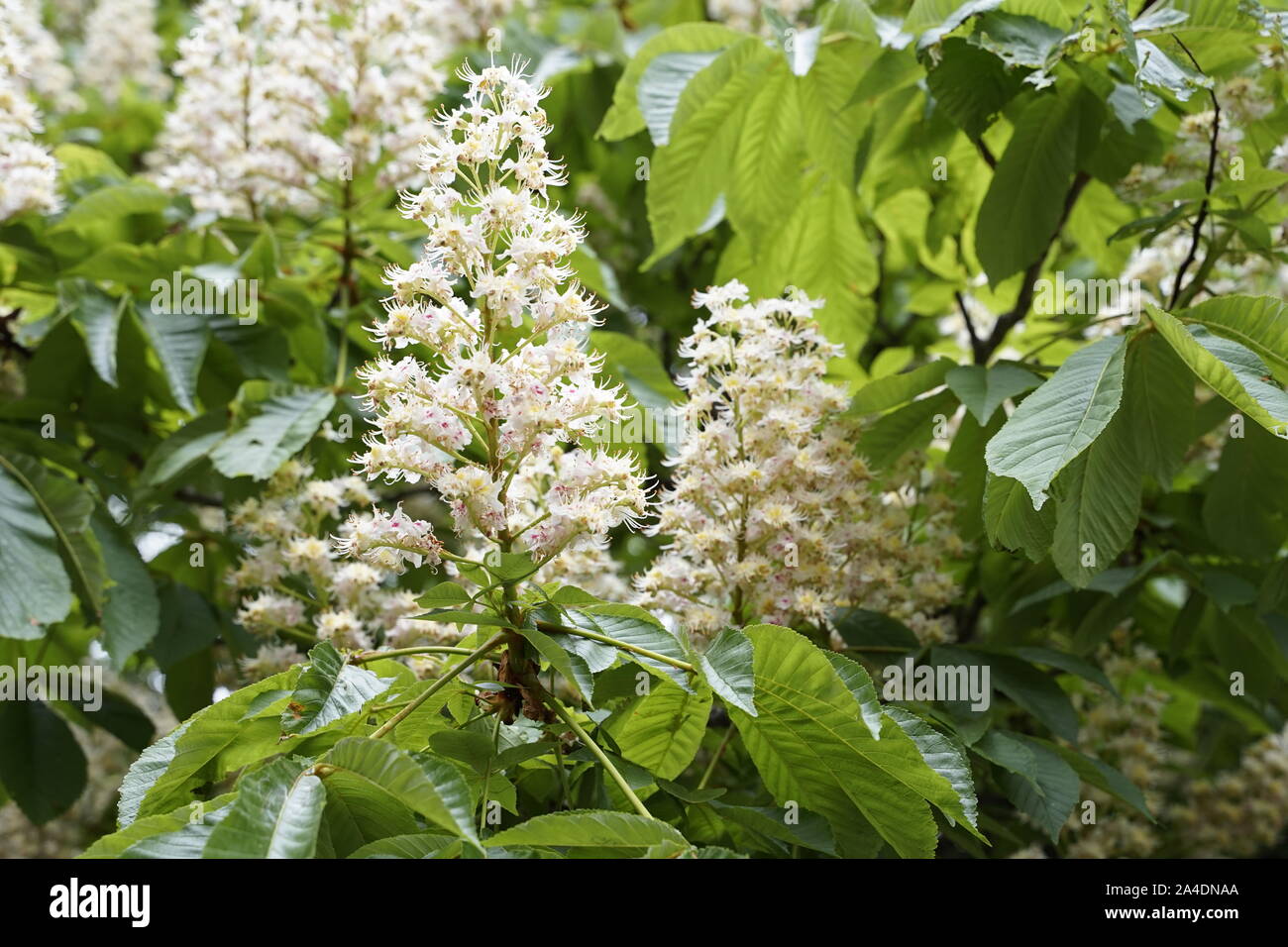 Chestnut tree blossom in spring time Stock Photo - Alamy