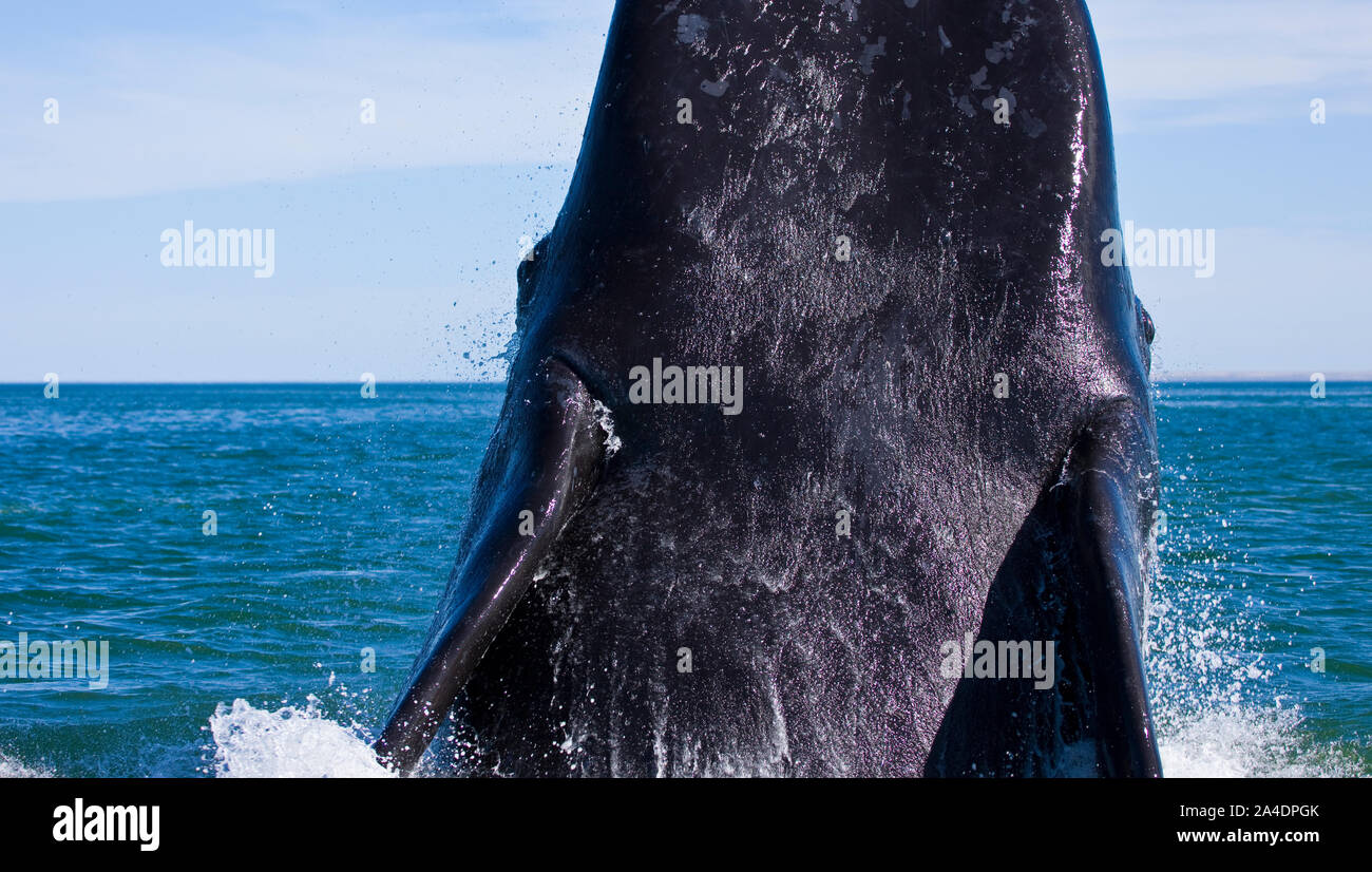 Ballena franca austral o meridional (Euabalaena australis),, Peninsula ...