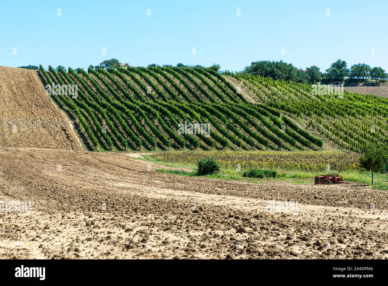 Vineyards in rows and Tilled ground soil. Vineyard farm landscape in ...
