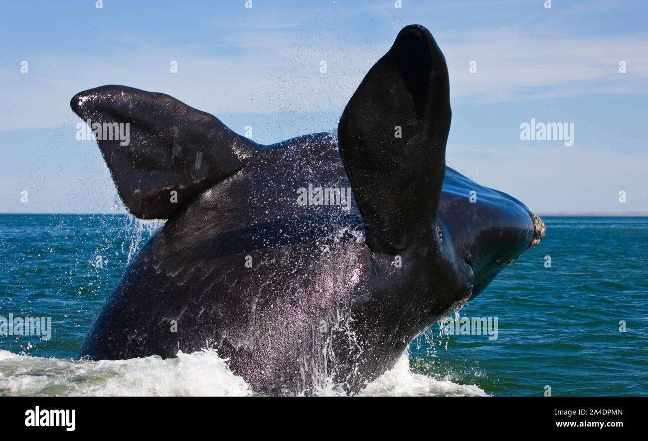 Ballena franca austral o meridional (Euabalaena australis),, Peninsula ...