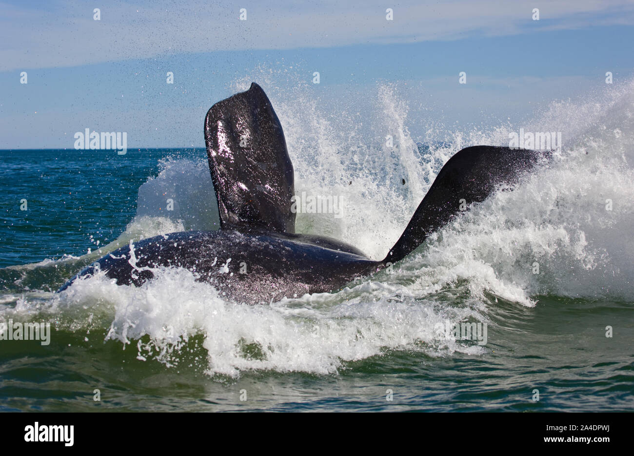 Ballena franca austral o meridional (Euabalaena australis),, Peninsula ...
