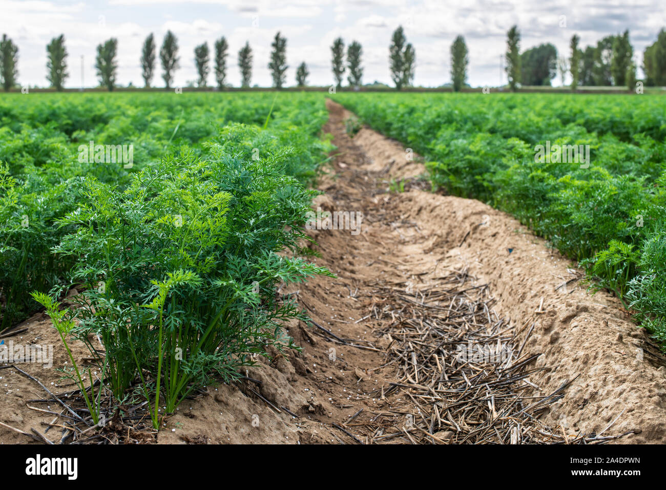 Carrot plantation. Growing carrots in rows. Gig industrial carrot farm ...