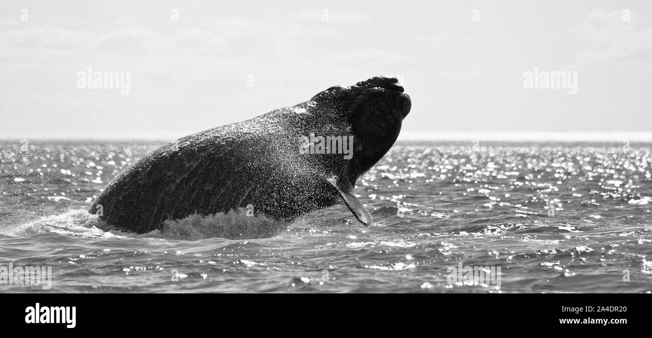 Ballena franca austral o meridional (Euabalaena australis),, Peninsula ...