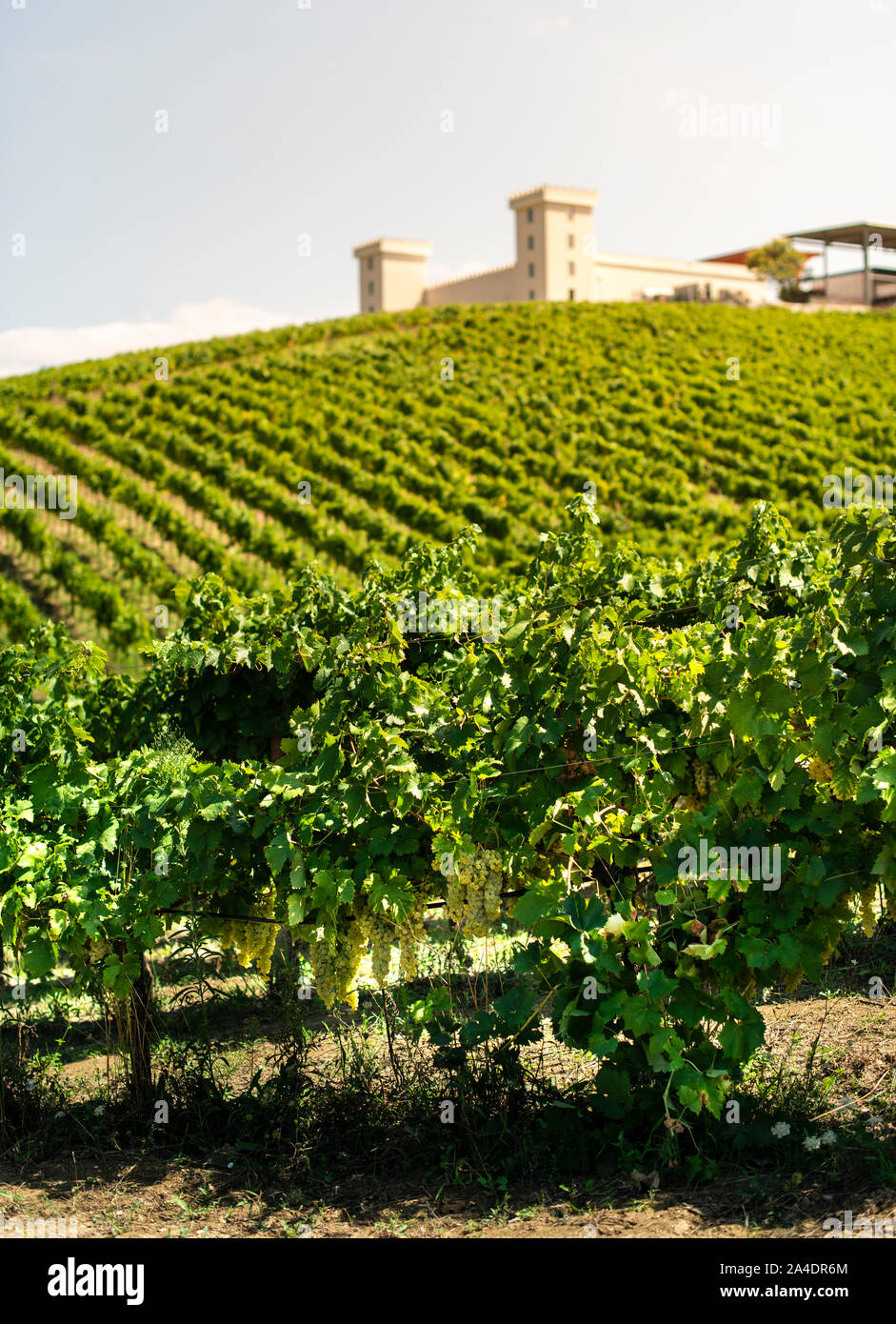 Winery on hill and vineyards rows. Winery building on top of the hill ...