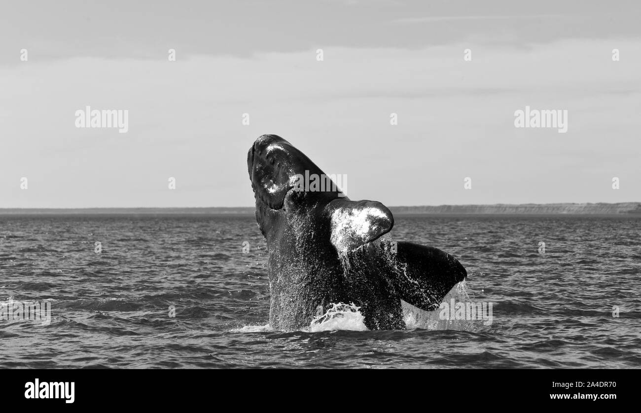 Ballena franca austral o meridional (Euabalaena australis),, Peninsula ...