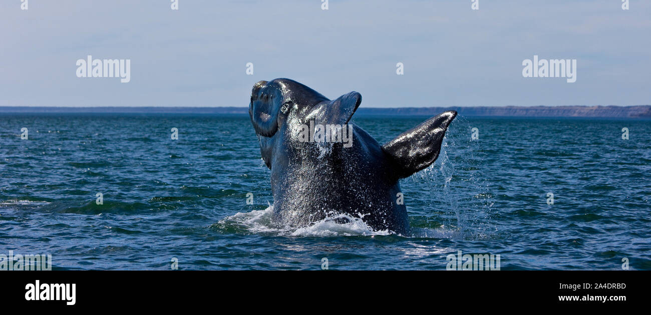 Ballena franca austral o meridional (Euabalaena australis),, Peninsula ...
