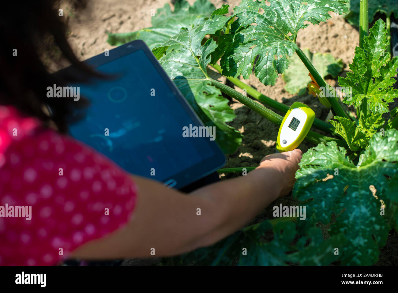 Farmer measure soil in Zucchini plantation. Soil measure device and ...