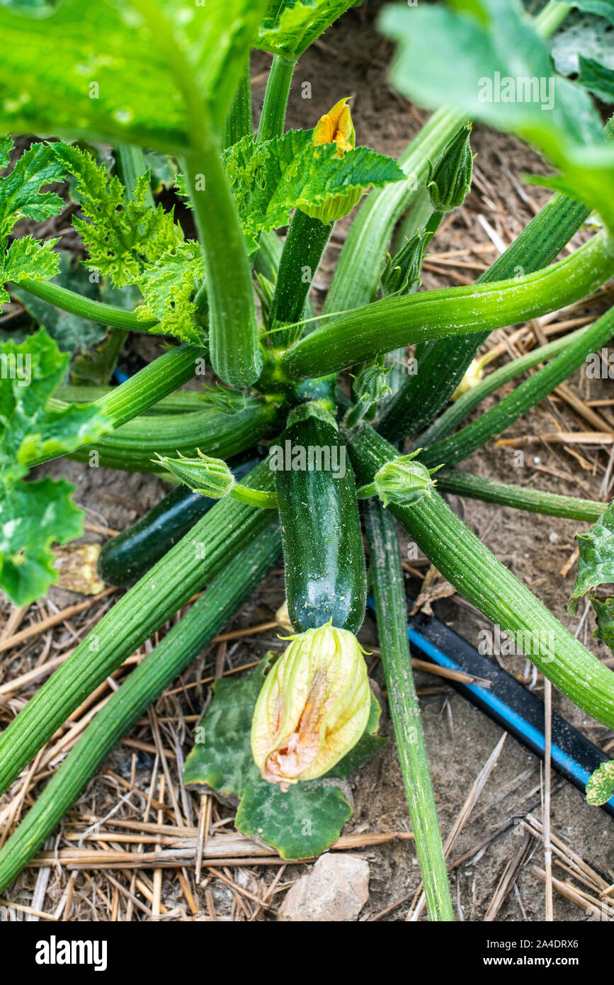 Zucchini in close-up on the field. Zucchini fruits Stock Photo - Alamy