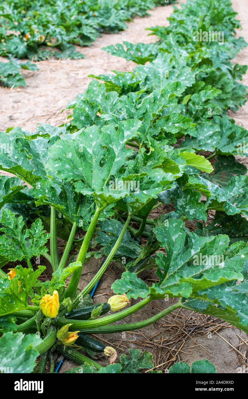 Zucchini in close-up on the field. Zucchini fruits Stock Photo - Alamy