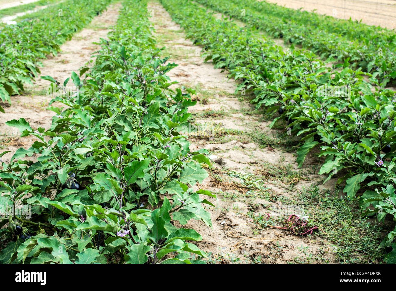Eggplant on the field. Growing Eggplant in plantation Stock Photo - Alamy