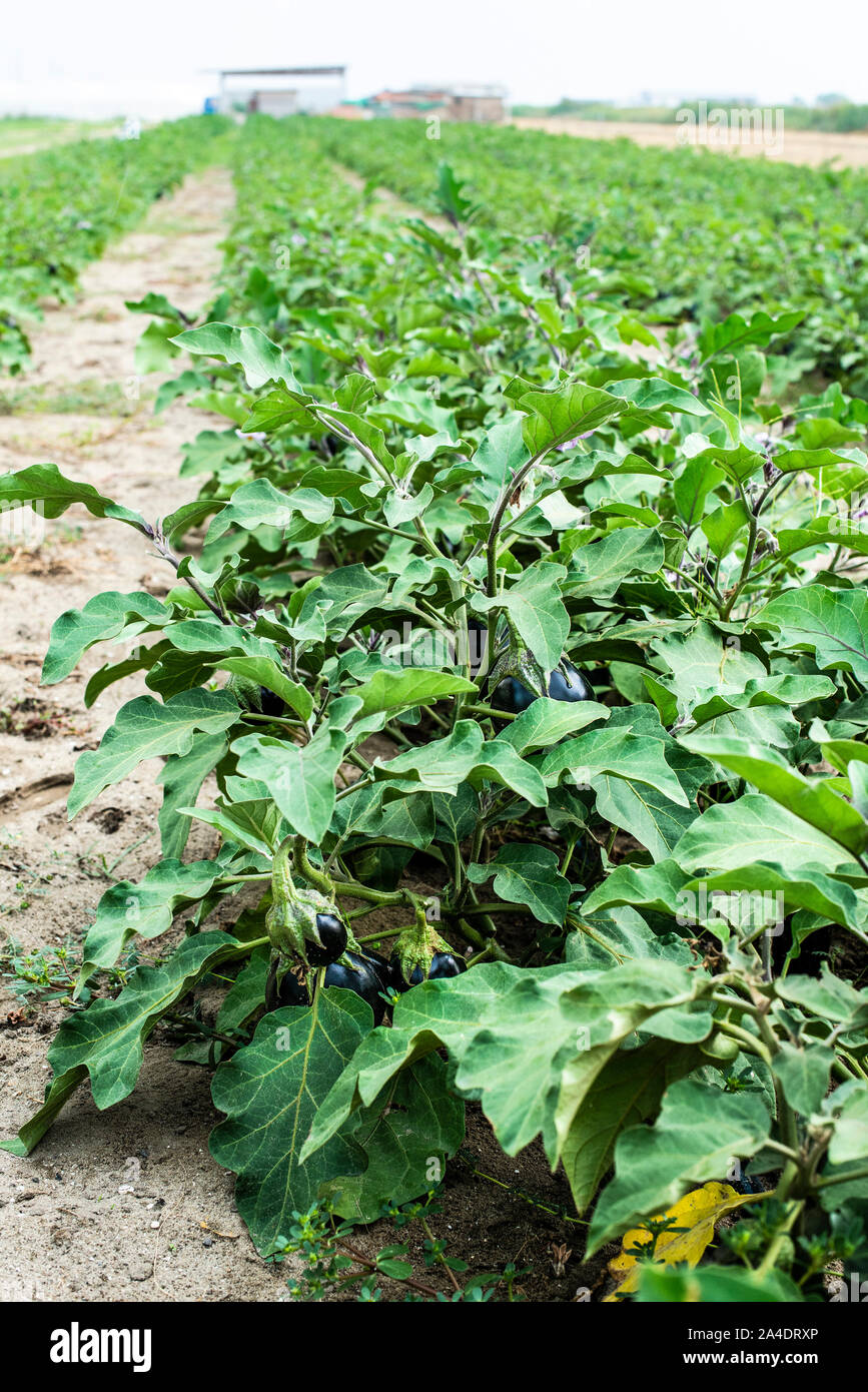 Eggplant on the field. Growing Eggplant in plantation Stock Photo - Alamy