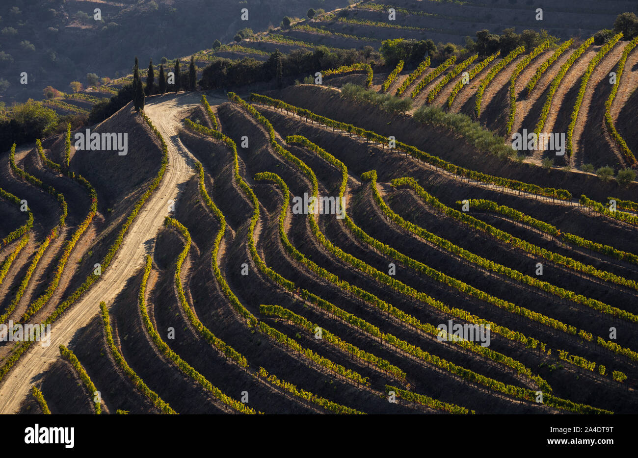 UNESCO World Heritage, the beautiful endless lines of Douro Valley ...