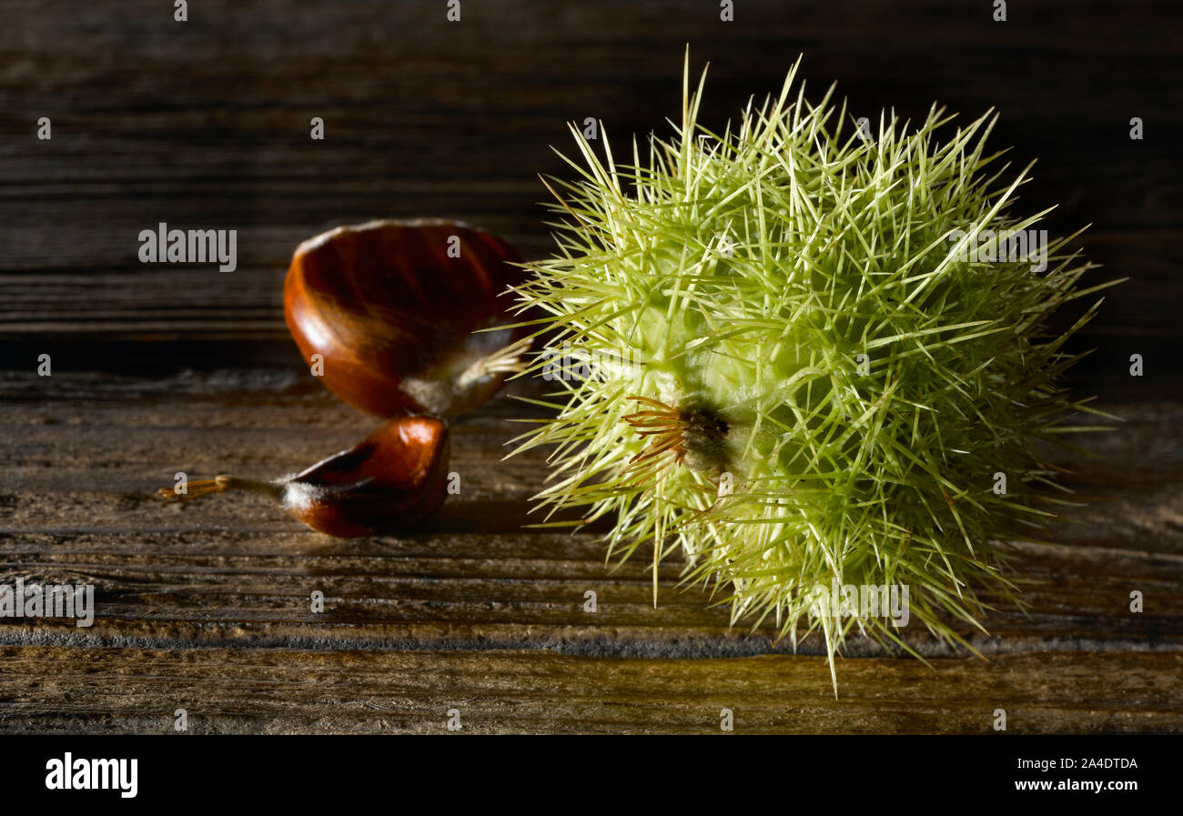 Ripe sweet chestnuts edible hi-res stock photography and images - Alamy