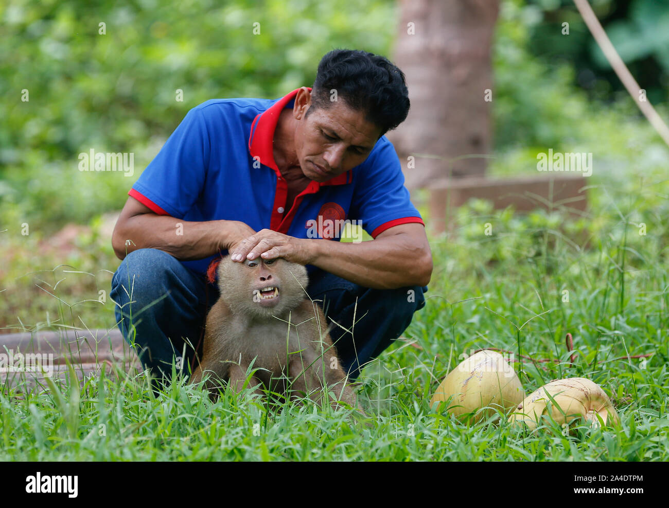 Monkey poses hi-res stock photography and images - Alamy