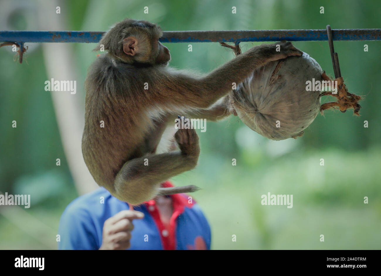 Niran Wongvanit trains the monkeys to collect coconuts for agriculture ...