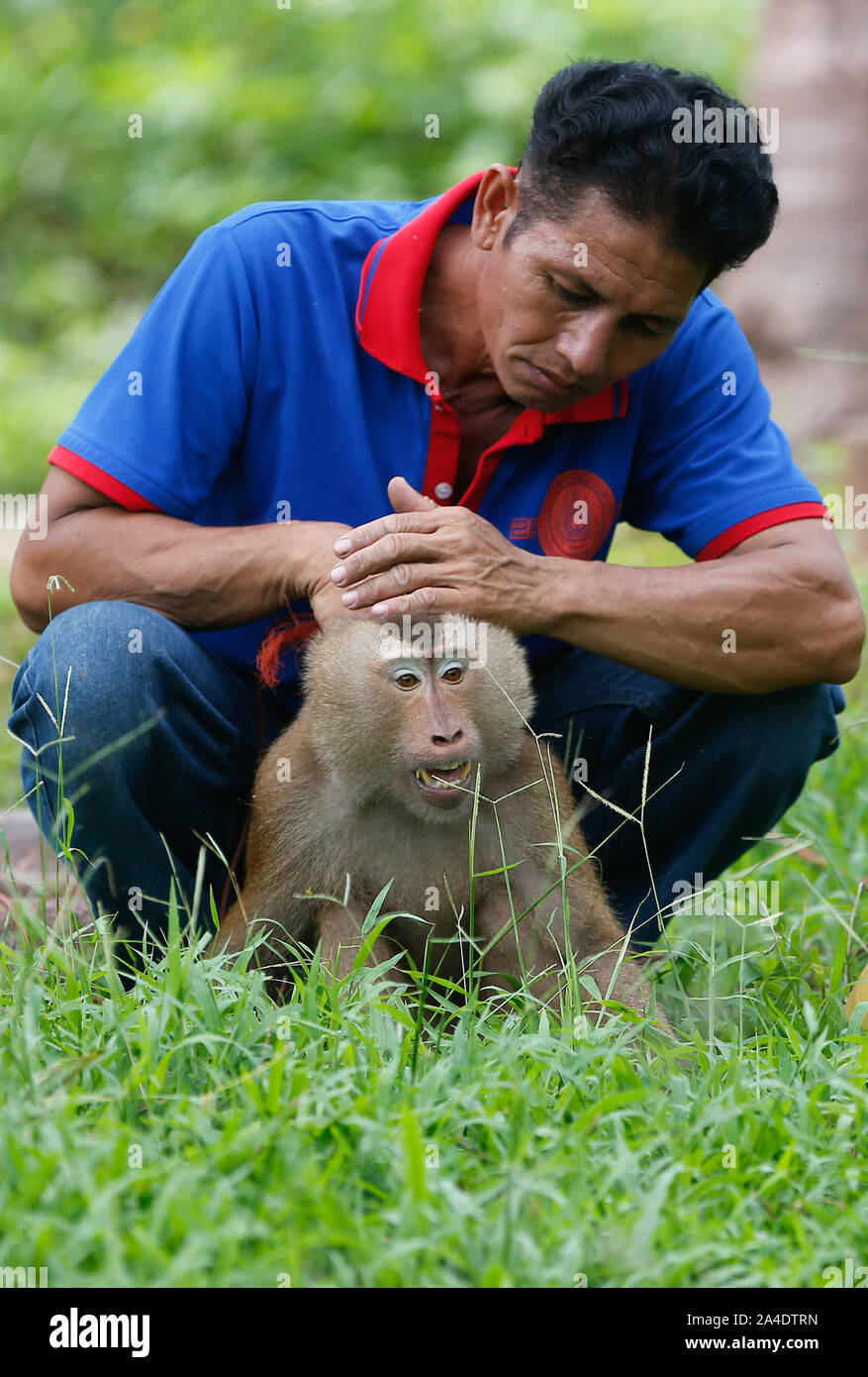 Monkey poses hi-res stock photography and images - Alamy