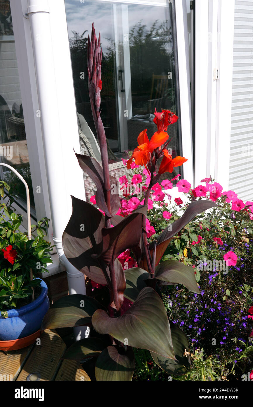 CANNA TROPICANA BLACK. INDIAN SHOT PLANT Stock Photo - Alamy