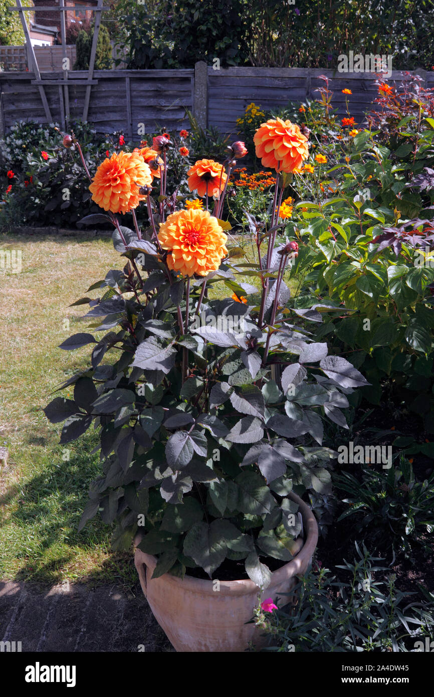 Dahlia ‘david howard’ pot hi-res stock photography and images - Alamy