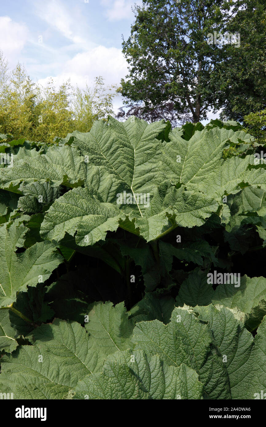 Massive leaves of gunnera hi-res stock photography and images - Alamy