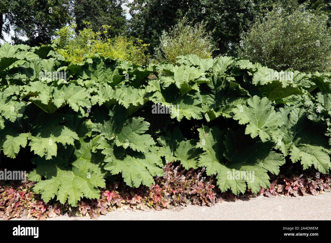 Massive leaves of gunnera hi-res stock photography and images - Alamy