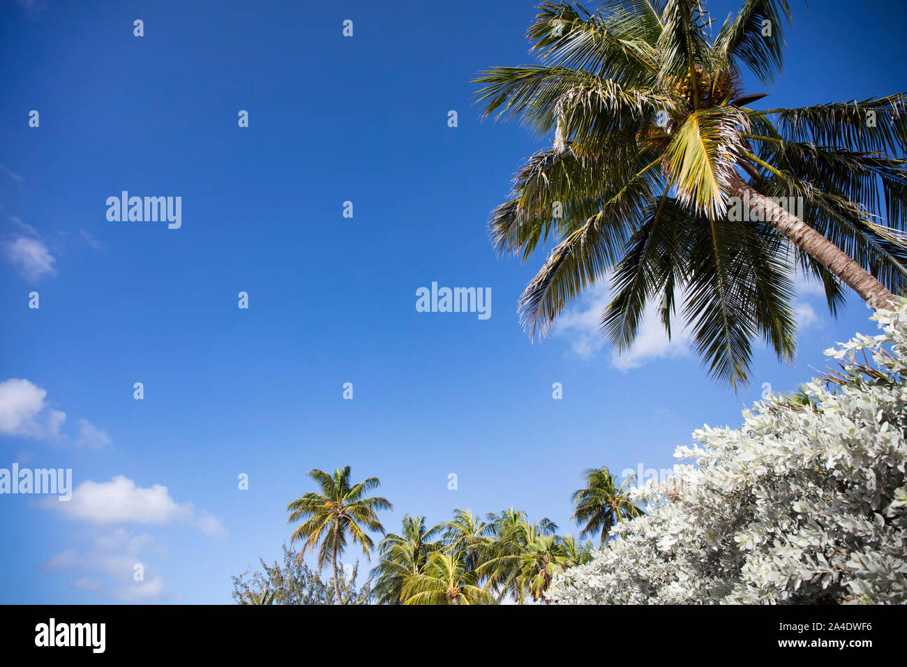 Summer on Barbados Island. Exotic vacations. Palm trees. Turquoise ...
