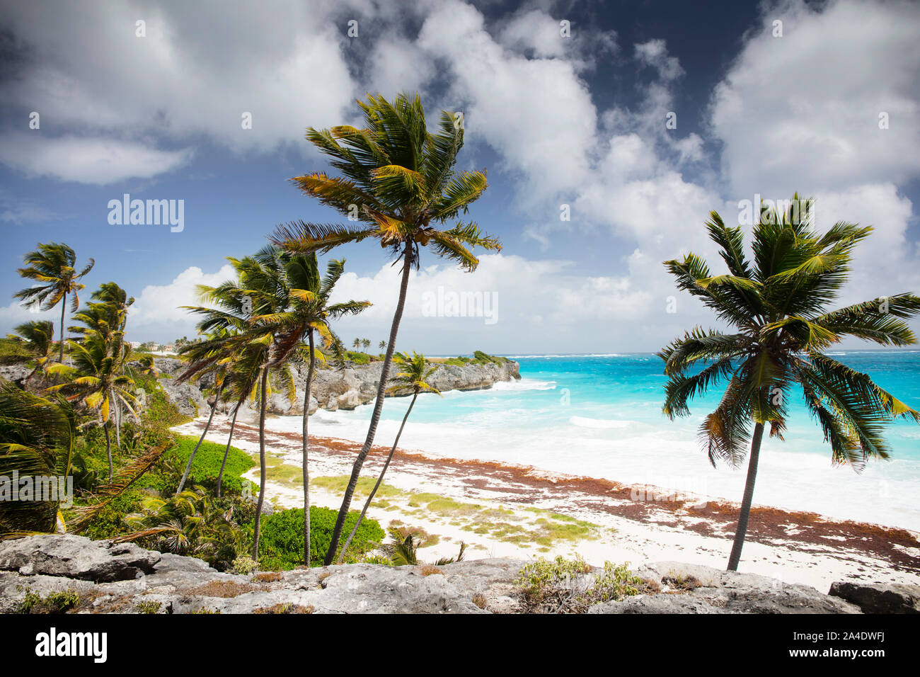 Summer on Barbados Island. Exotic vacations. Palm trees. Turquoise ...