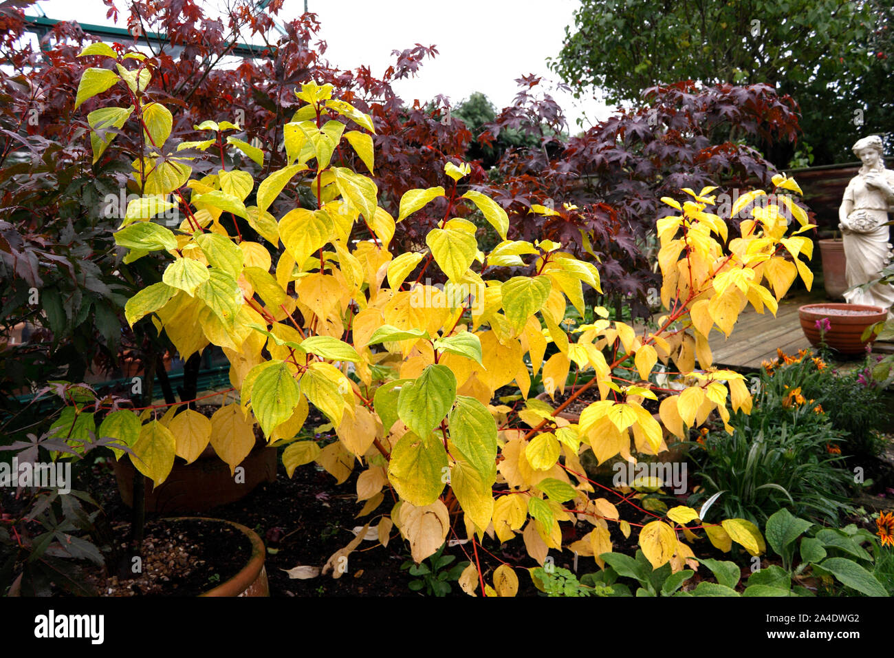 CORNUS SANGUINEA MIDWINTER FIRE. DOGWOOD Stock Photo - Alamy