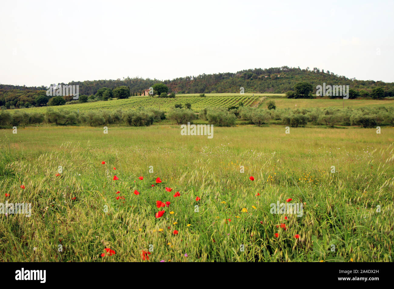 Fantastic view of a flower meadow with flowering poppies and broom in ...