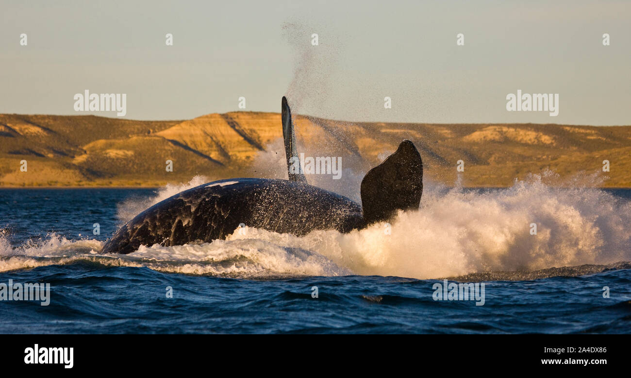 Ballena franca austral o meridional (Euabalaena australis),, Peninsula ...