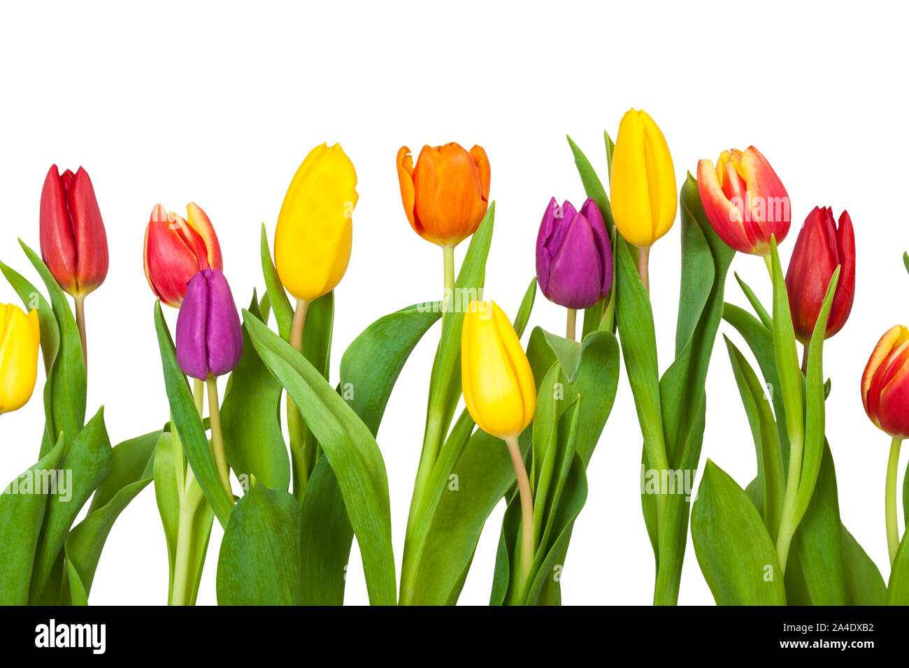 Different tulips on a white background Stock Photo - Alamy