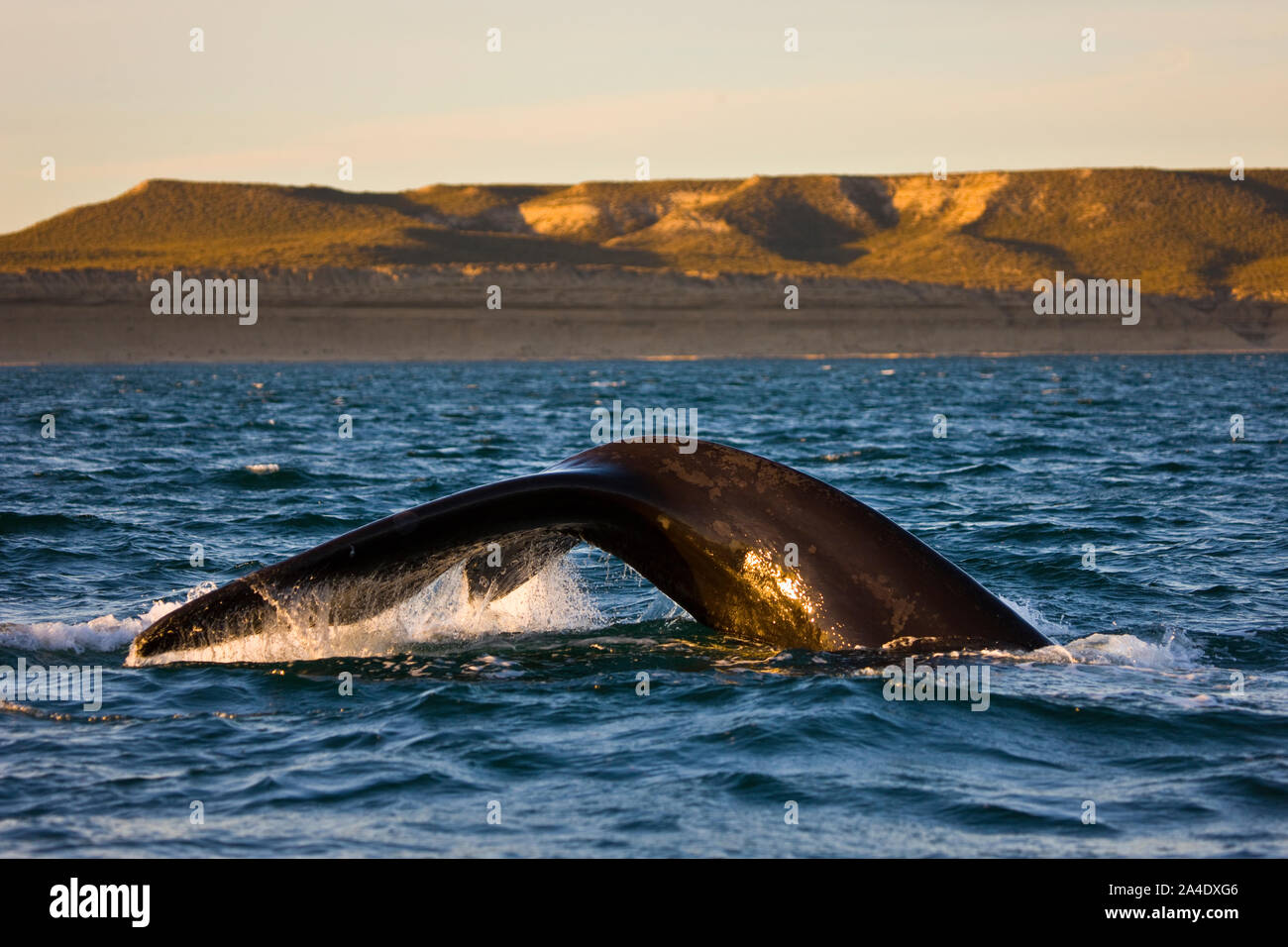 Ballena franca austral o meridional (Euabalaena australis),, Peninsula ...