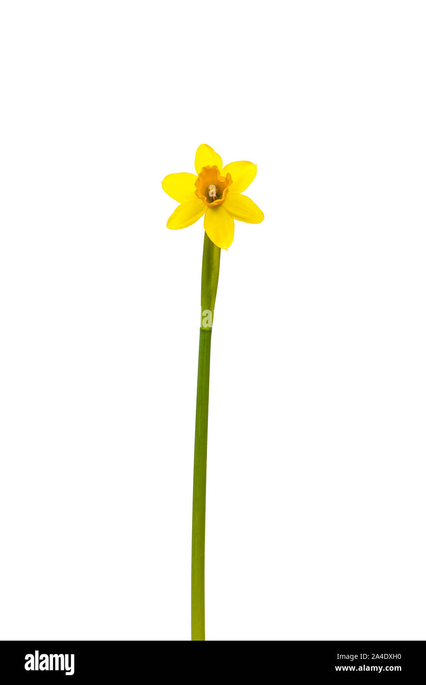 One daffodil on white background Stock Photo - Alamy