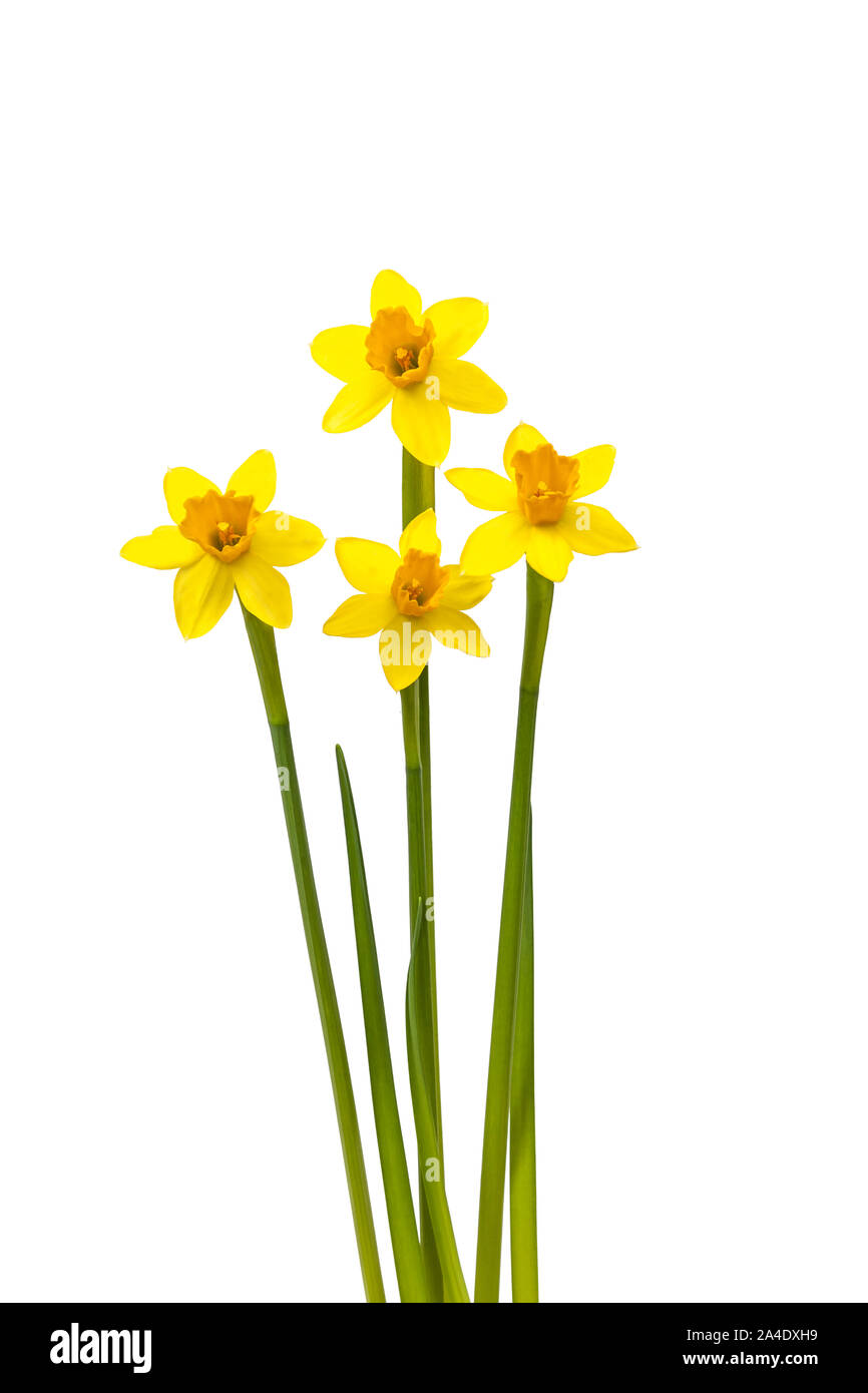 Four daffodils hi-res stock photography and images - Alamy