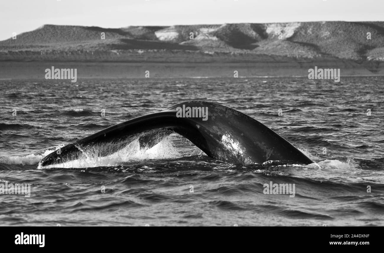 Ballena franca austral o meridional (Euabalaena australis),, Peninsula ...