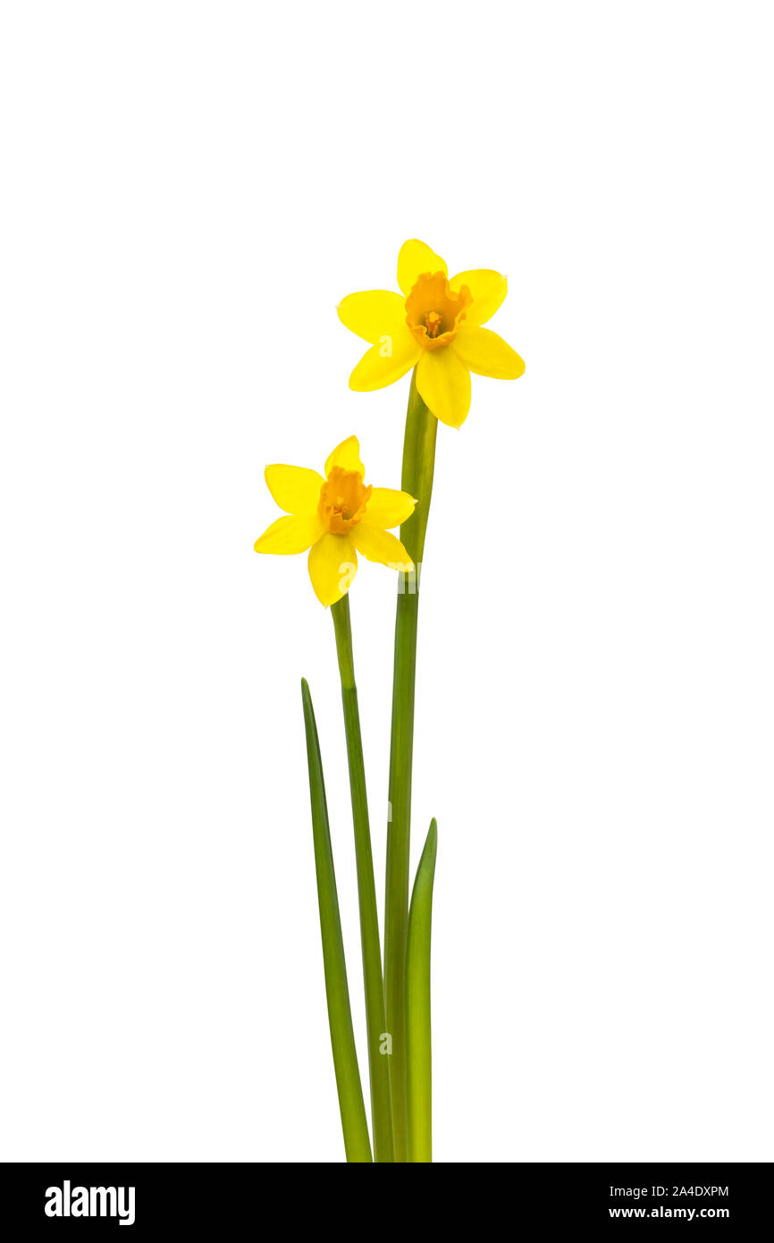 Two daffodils on white background Stock Photo - Alamy