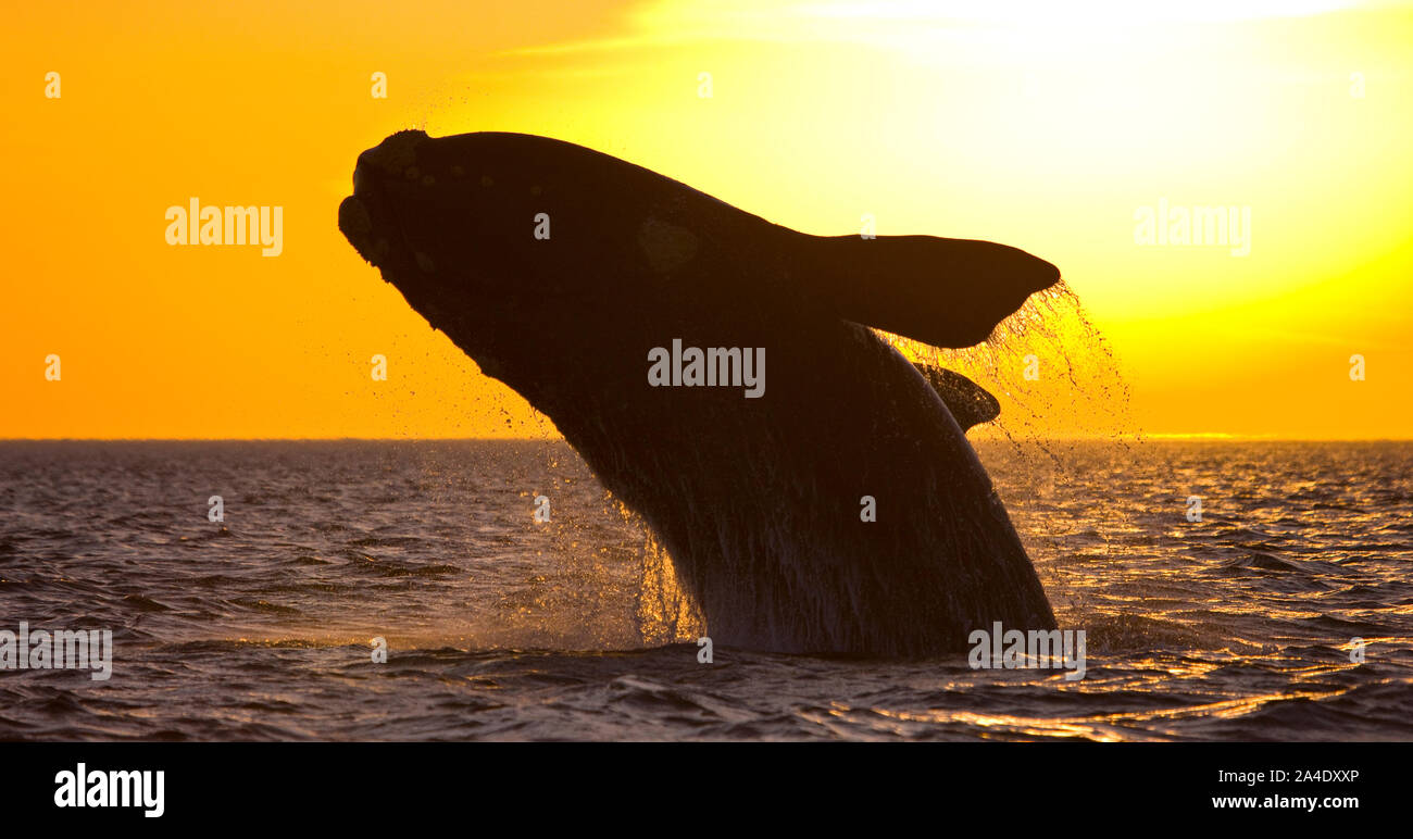 Ballena franca austral o meridional (Euabalaena australis),, Peninsula ...