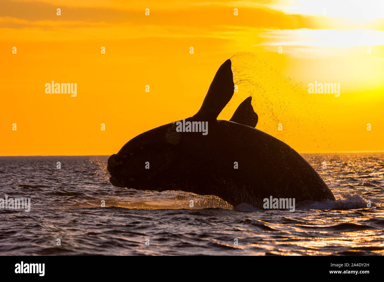 Ballena franca austral o meridional (Euabalaena australis),, Peninsula ...