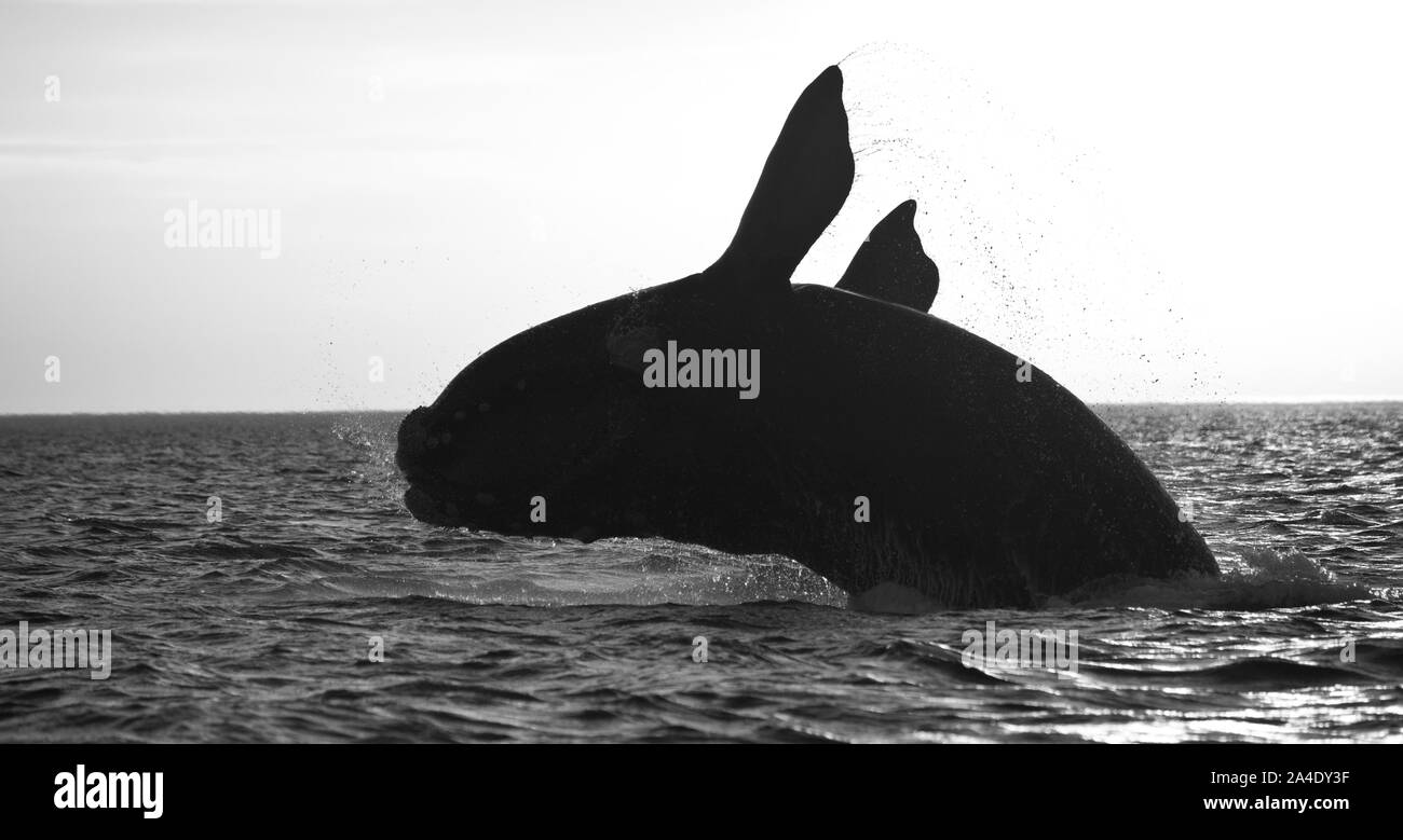 Ballena franca austral o meridional (Euabalaena australis),, Peninsula ...