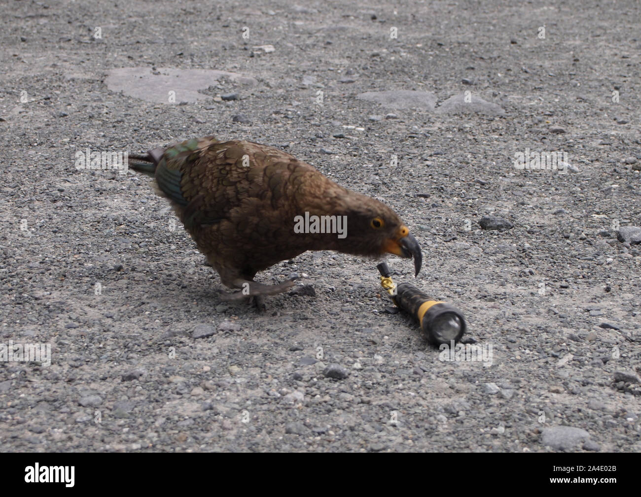 Keas in Fiordland national park, New Zealand South Island Stock Photo ...